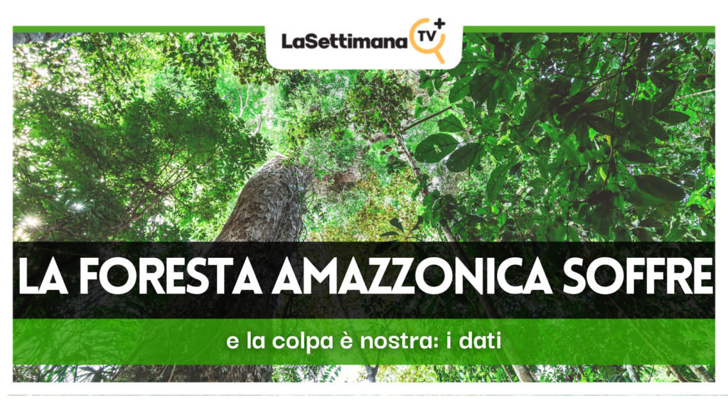 La foresta amazzonica soffre sempre di più a causa dell’uomo: i dati - La Settimana TV